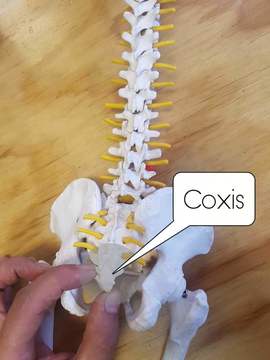¿Qué es el coxis y por qué duele? – Quiropraxia1